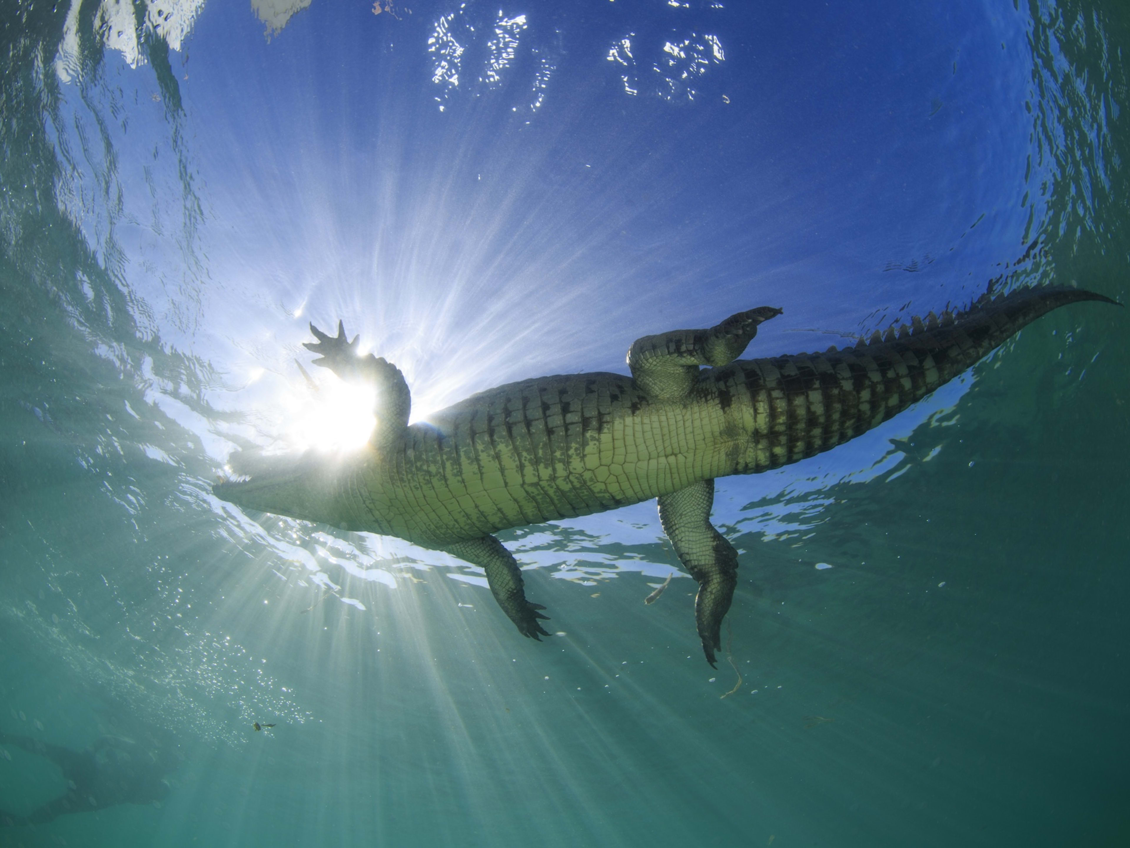 Crocodiles Infiltrate World’s Premier Surfing Zone (Video) - Surfer