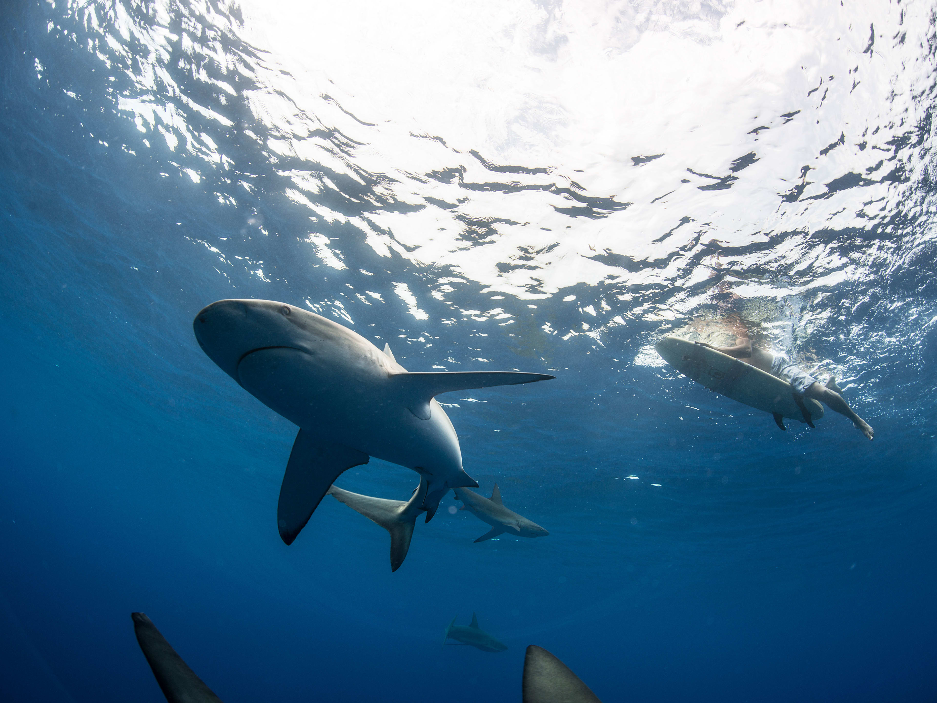 The 20+ Most Common Shark Species Found Near Surf Spots - Surfer