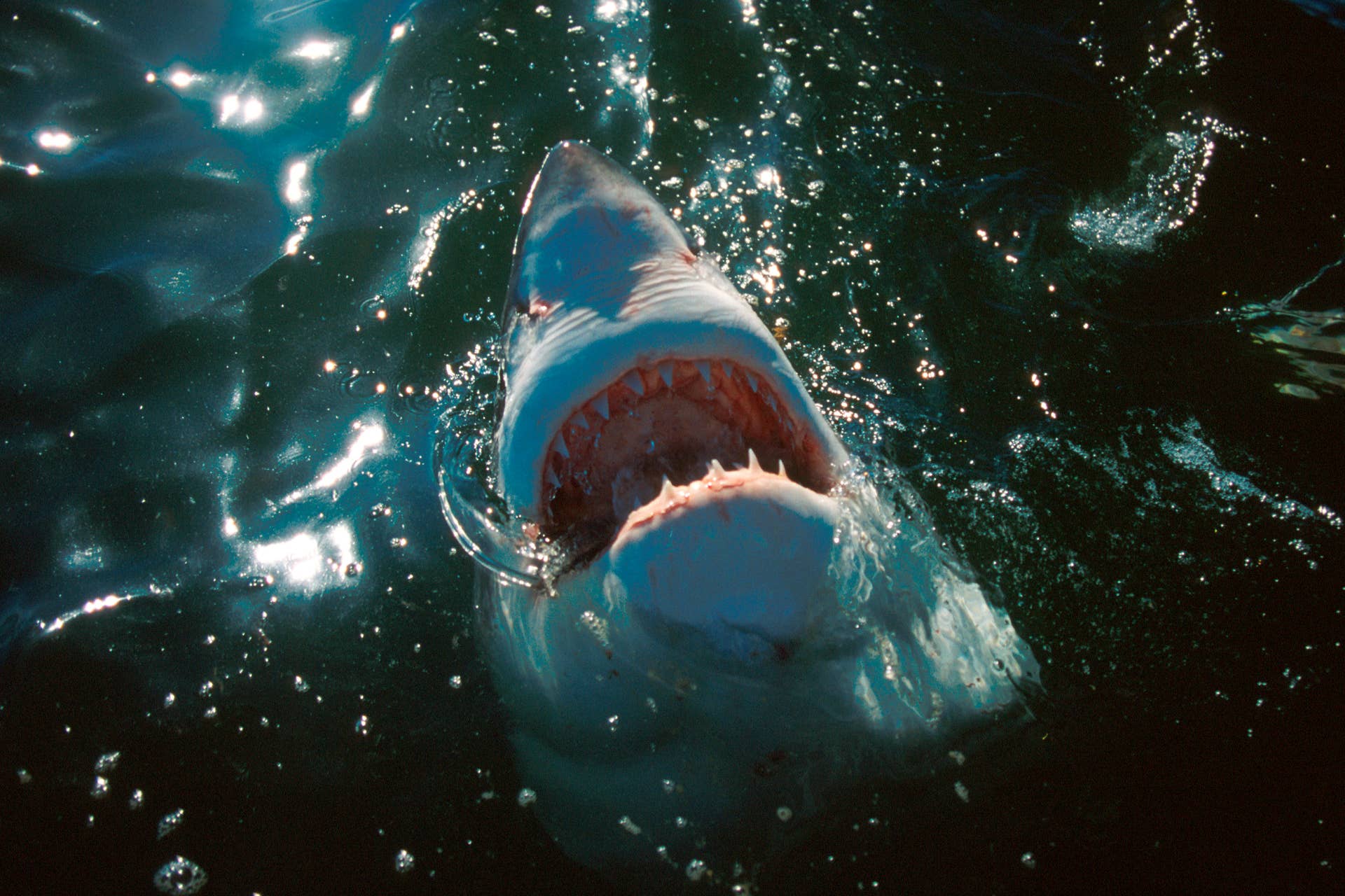 Dead Great White Sharks Are Washing Up In The U.S. and Canada - Surfer