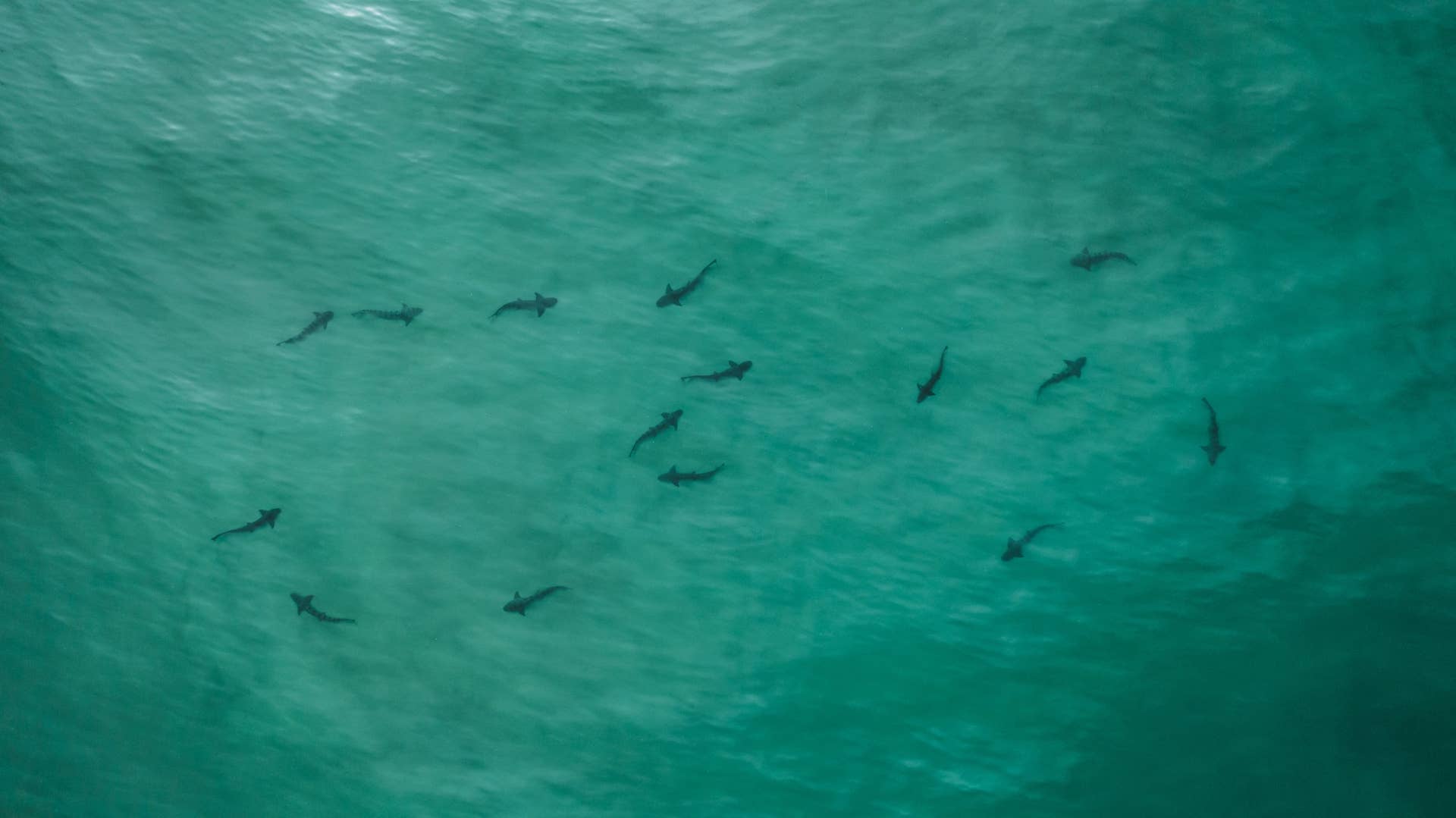 Sharks Swarm Beneath Unknowing Surfers in SoCal (Video) - Surfer