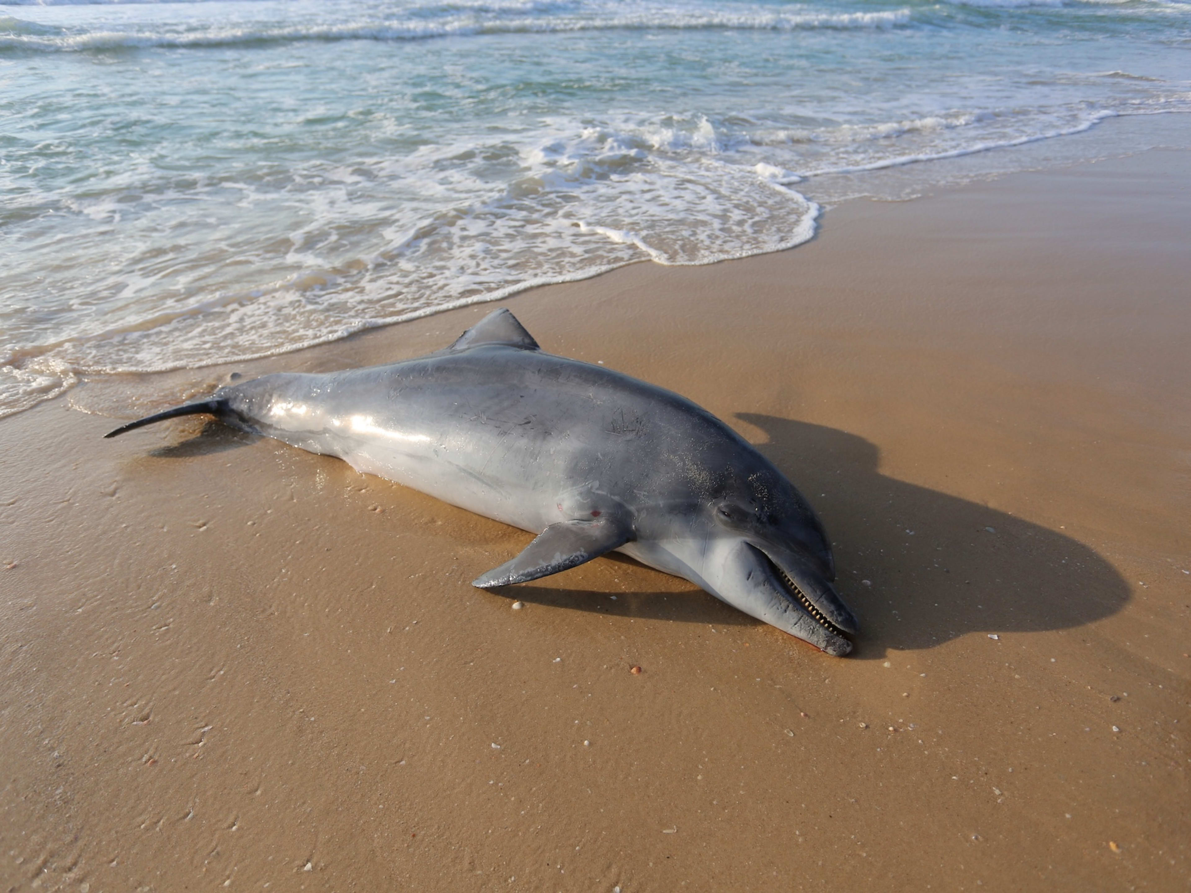 “Worst Ever Recorded”: Toxic Algae Bloom Wreaks Havoc in CA
