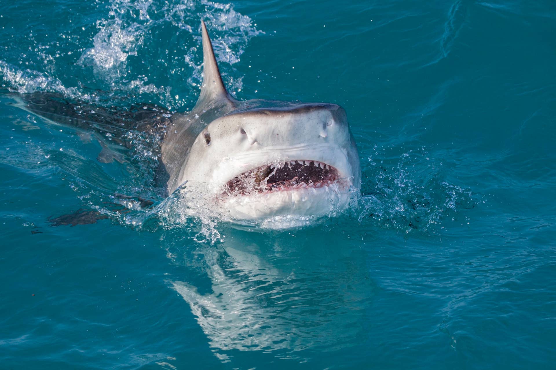 “Screaming for Help”: Shark Attack in Western Australia - Surfer