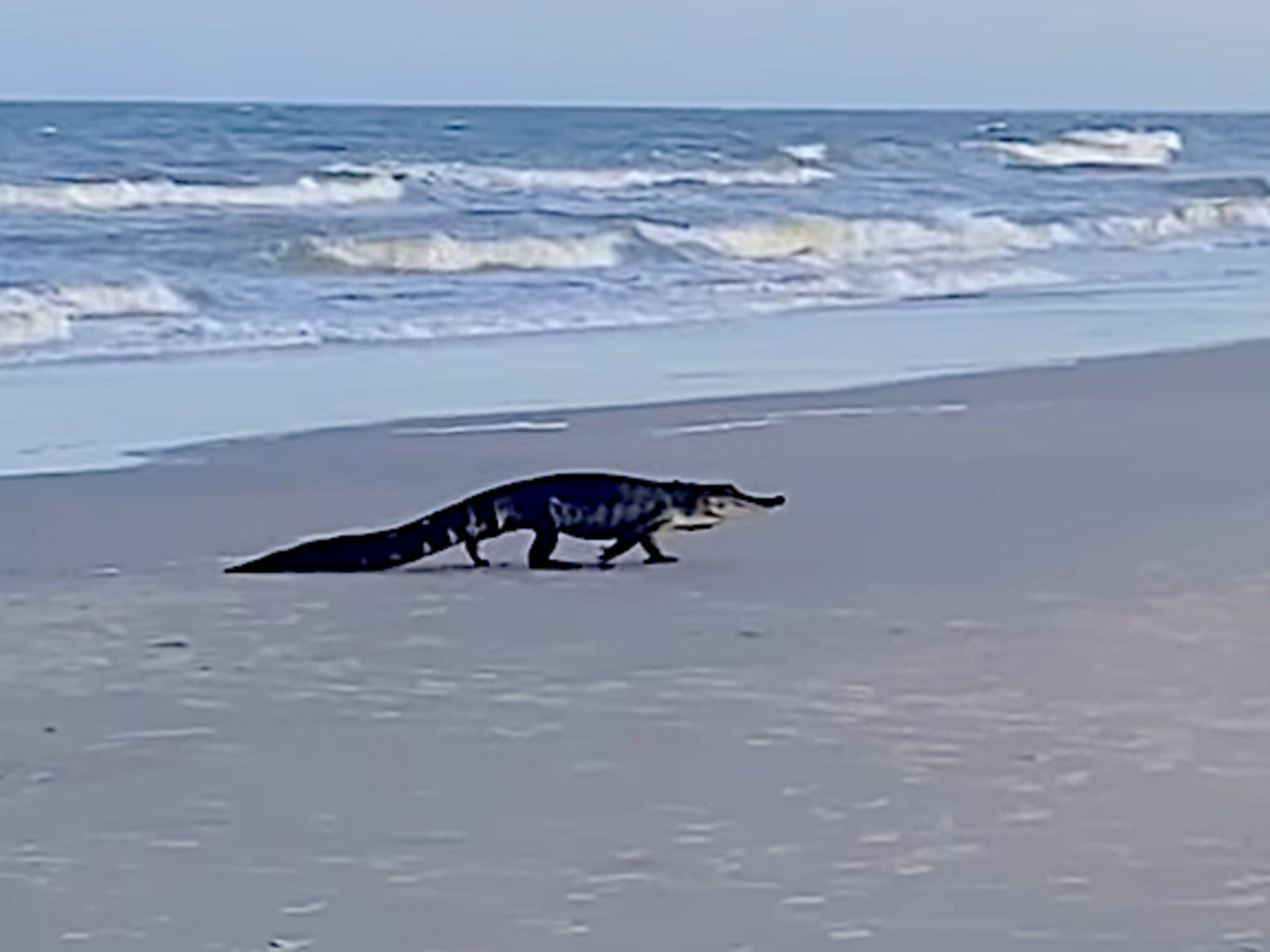 Alligators Invade South Carolina Beaches (Video) - Surfer