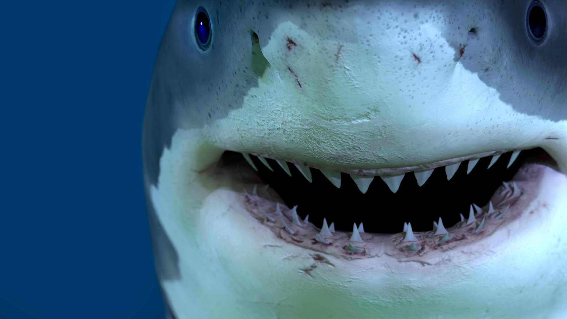 Teen Surfer Bitten in Florida’s Shark-Infested Waters...Again - Surfer