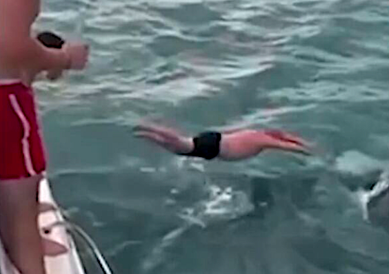 Man Fined for ‘Body Slamming’ Orca Whale, Somehow Survives (Video) - Surfer