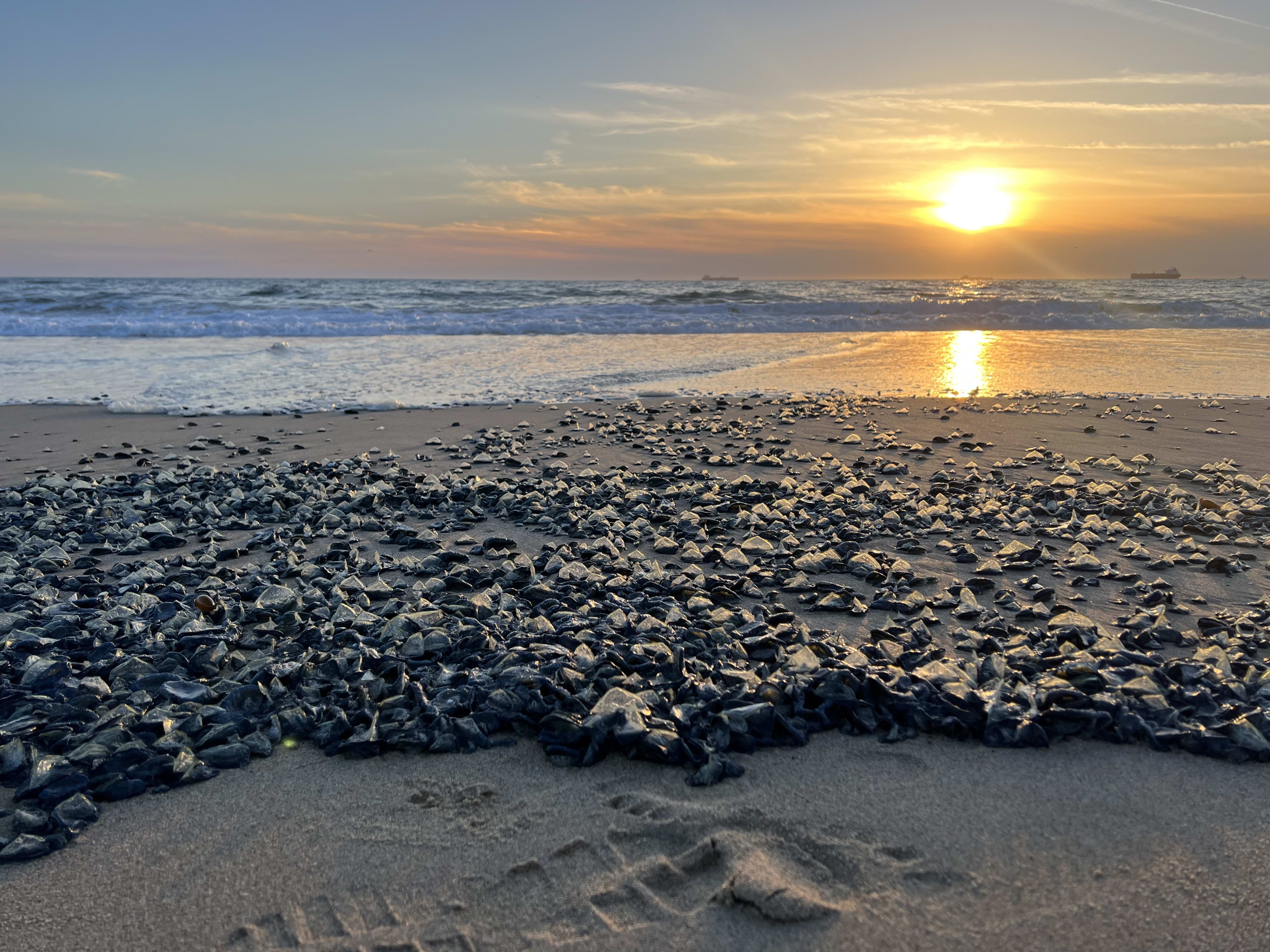Strange Blue Sea Creatures Wash Ashore at California Surf Spots - Surfer