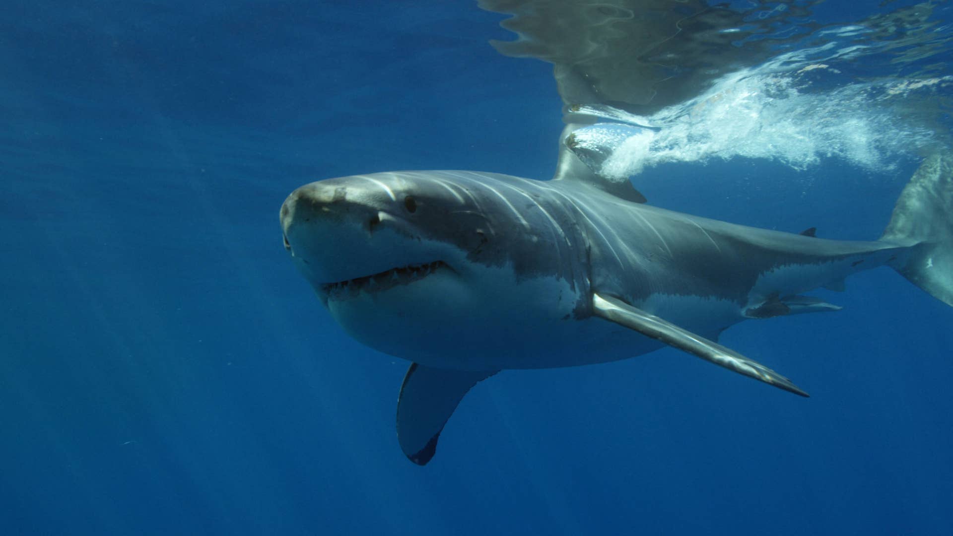 Largest Great White Shark On Record Tagged In The Atlantic - Surfer