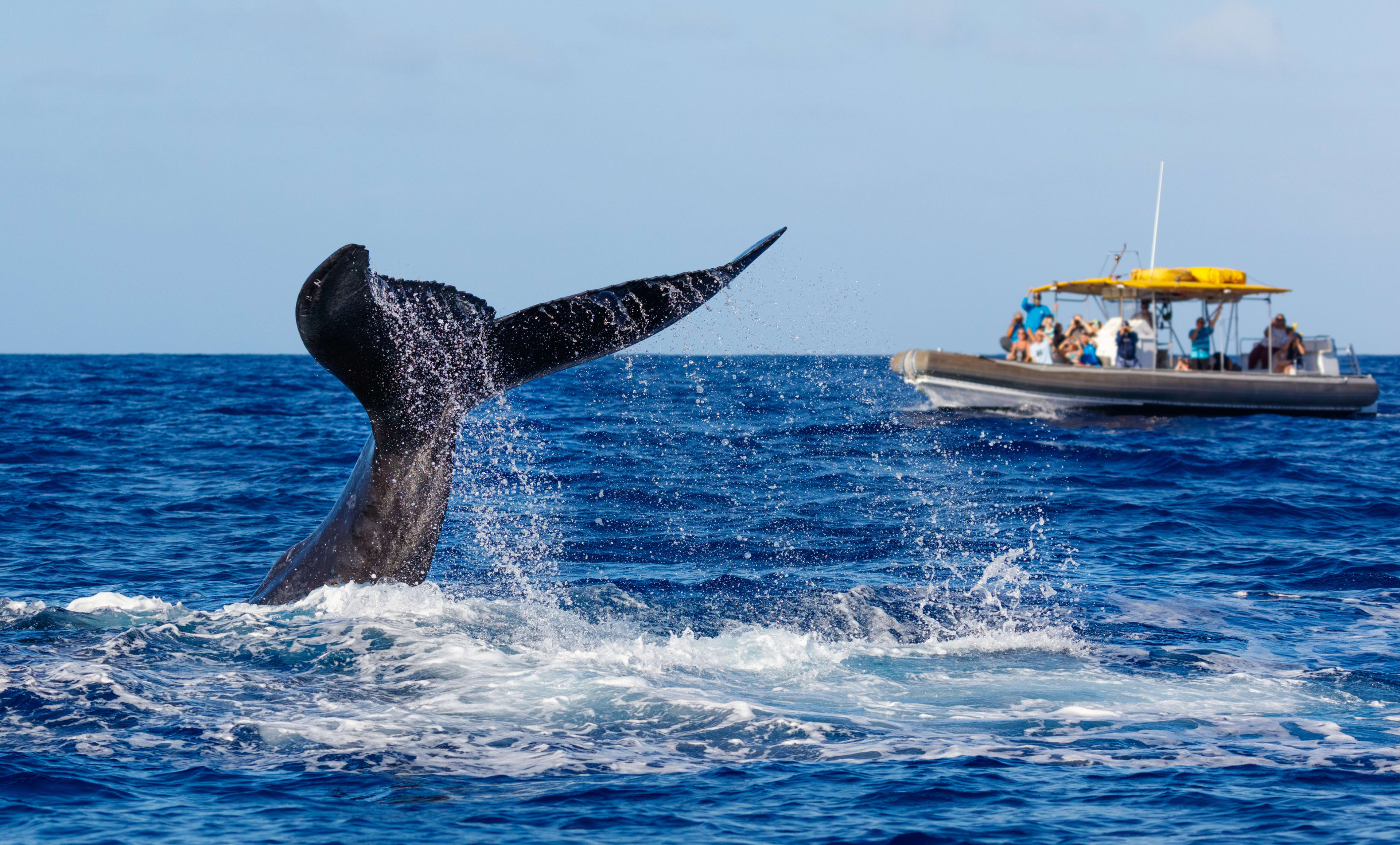 866 New Species Discovered in the Ocean - Surfer
