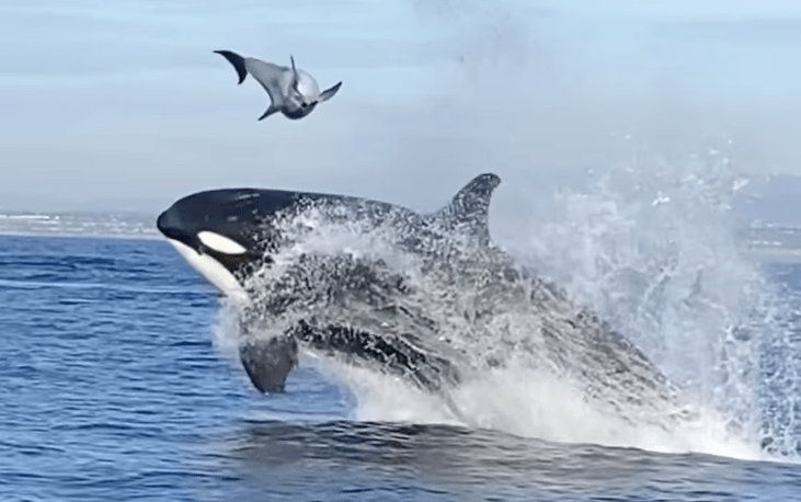 Man Fined for ‘Body Slamming’ Orca Whale, Somehow Survives (Video) - Surfer