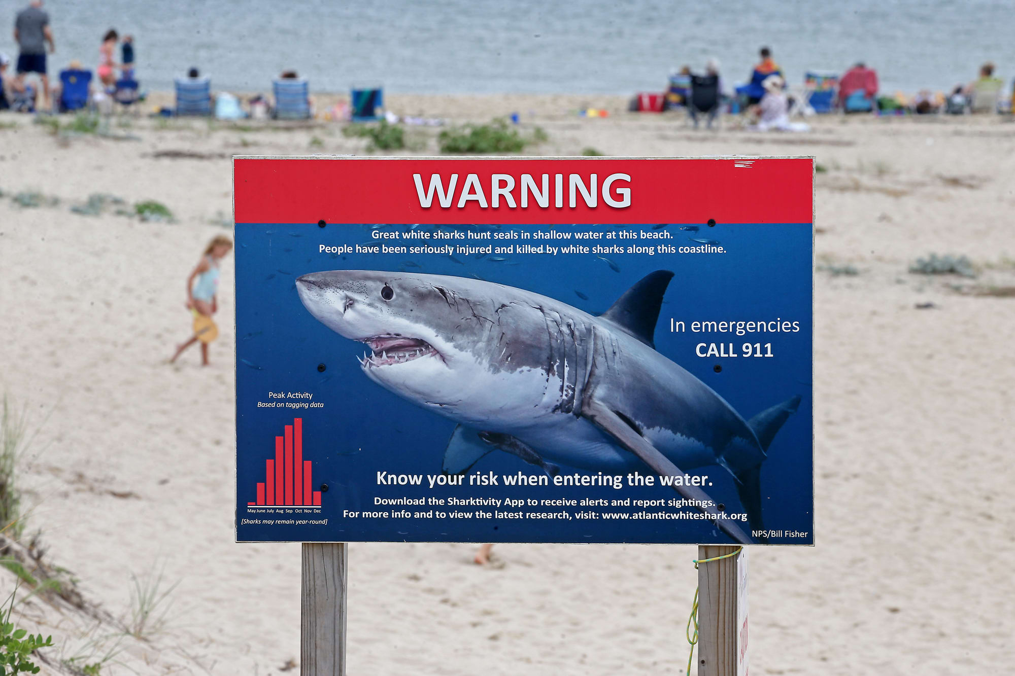 How To Survive a Shark Attack and Stay Safe From Sharks - Surfer