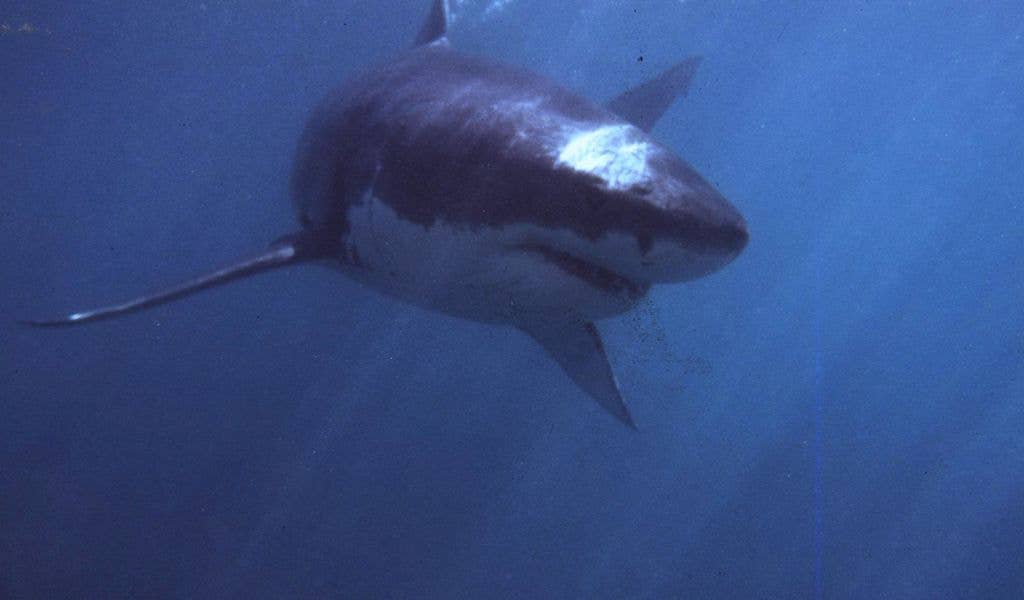 Two Sharks, One Week: Huntington Beach on High Alert - Surfer
