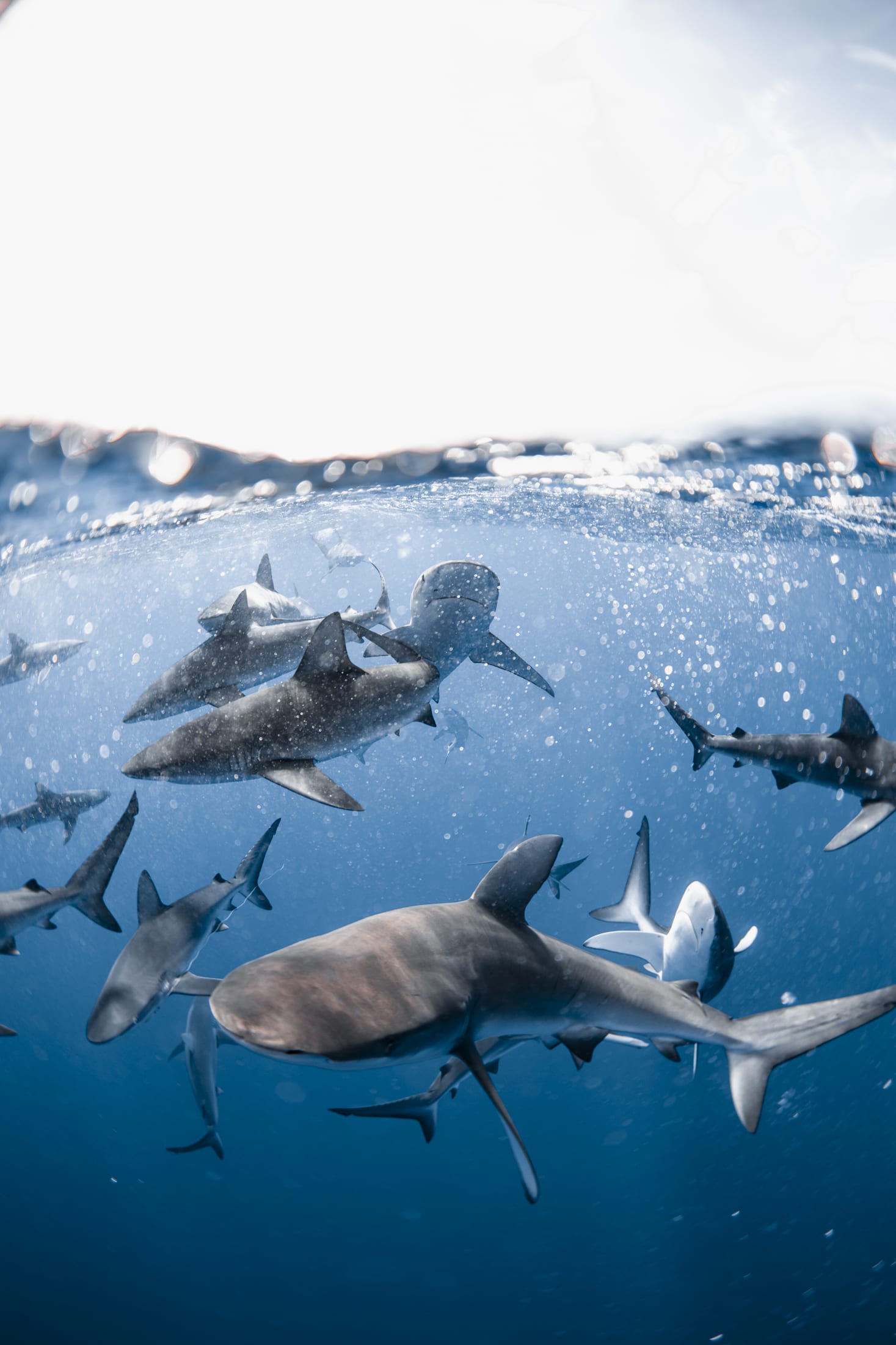 How To Survive a Shark Attack and Stay Safe From Sharks - Surfer