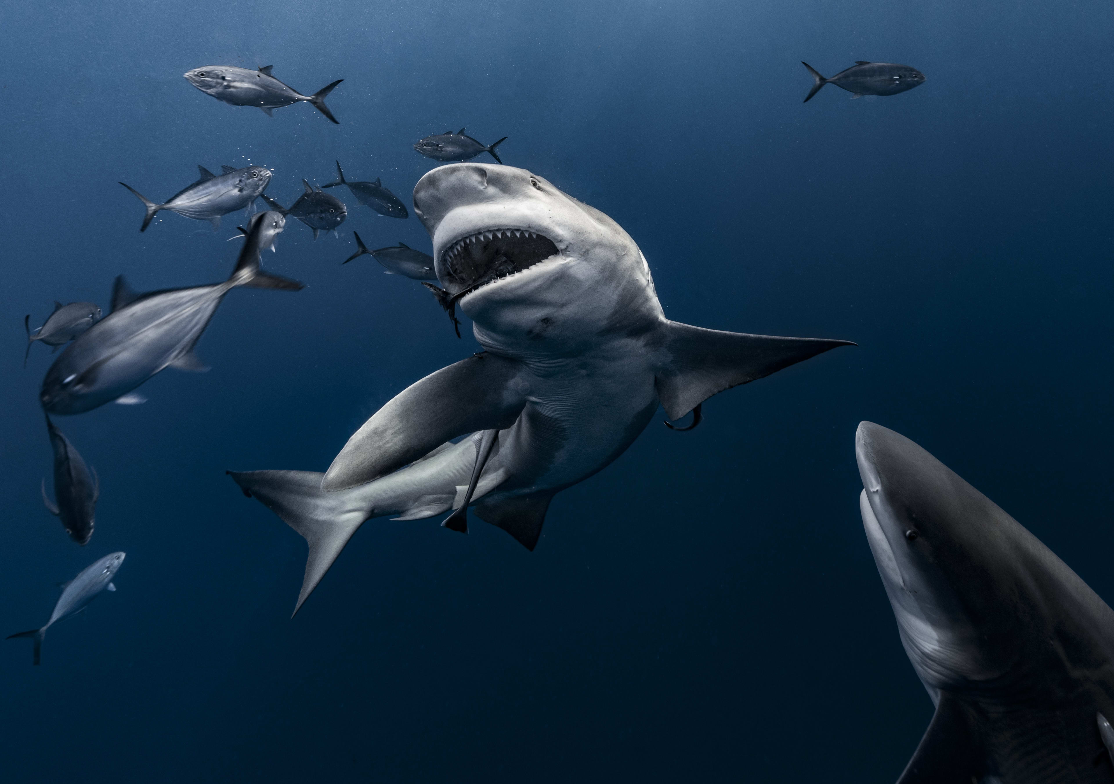 How To Survive a Shark Attack and Stay Safe From Sharks - Surfer