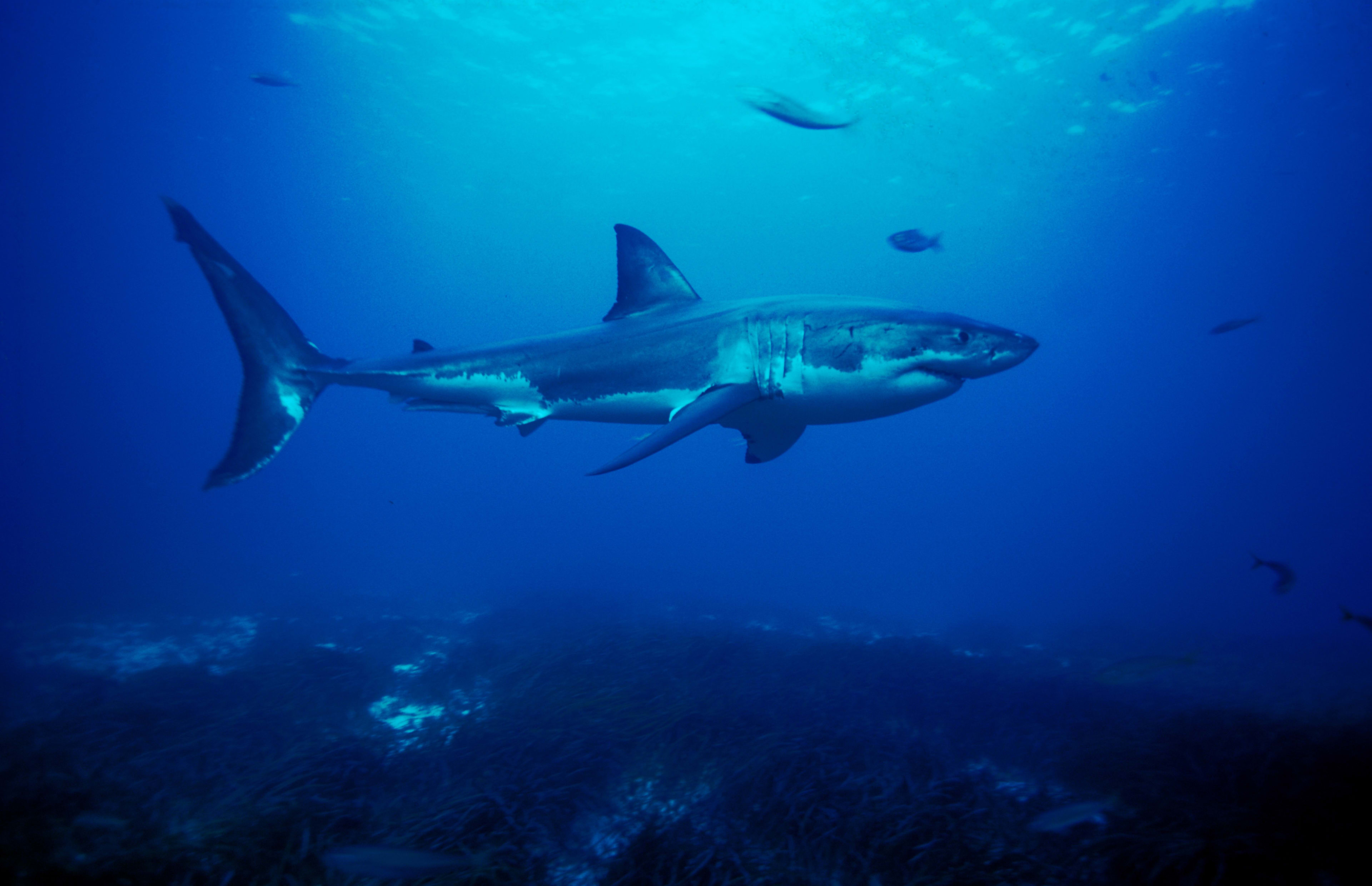 6 Weird Ocean Animals You Won’t Believe Are Real - Surfer