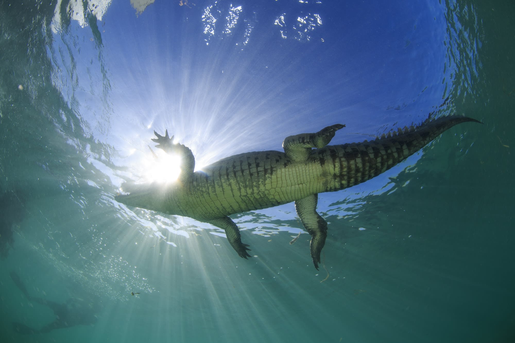 The Top 3 Most Crocodile-Infested Surf Spots in the World - Surfer