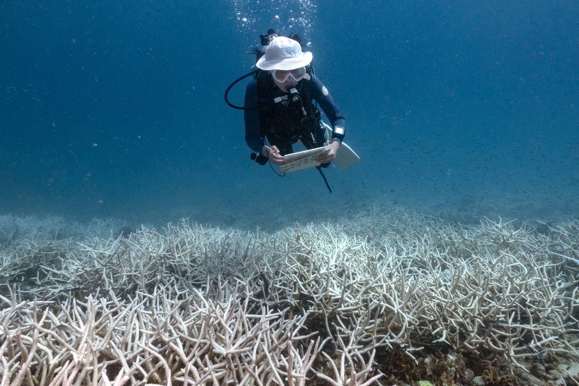 Coral Reefs Are Bleaching More Than Ever Right Now - Surfer