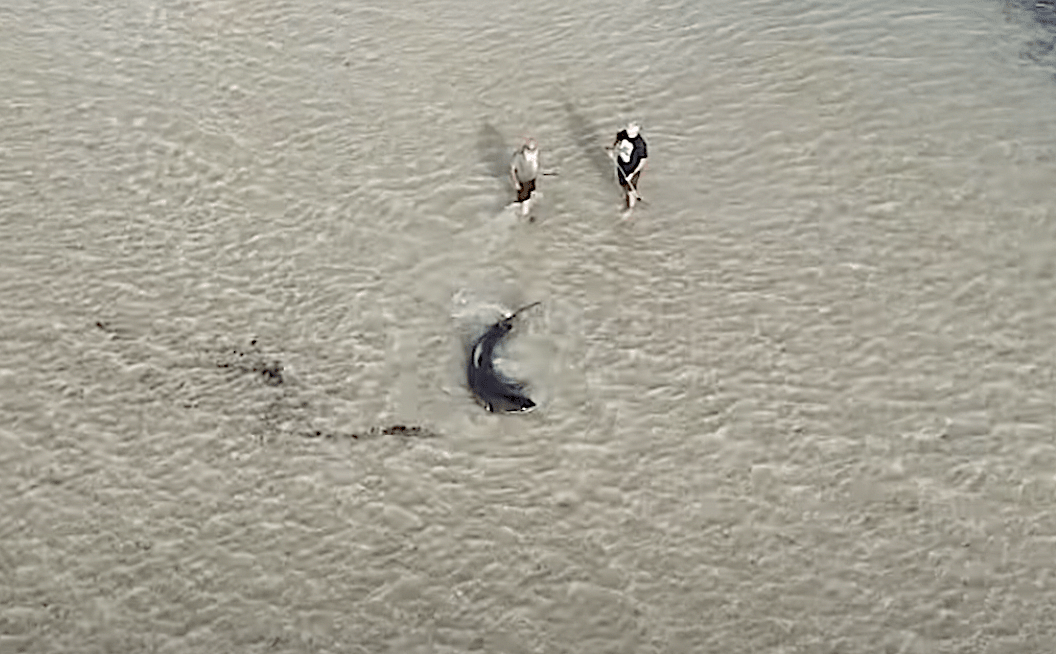 “Monster” Great White Shark Washes Ashore in Australia (Video) - Surfer