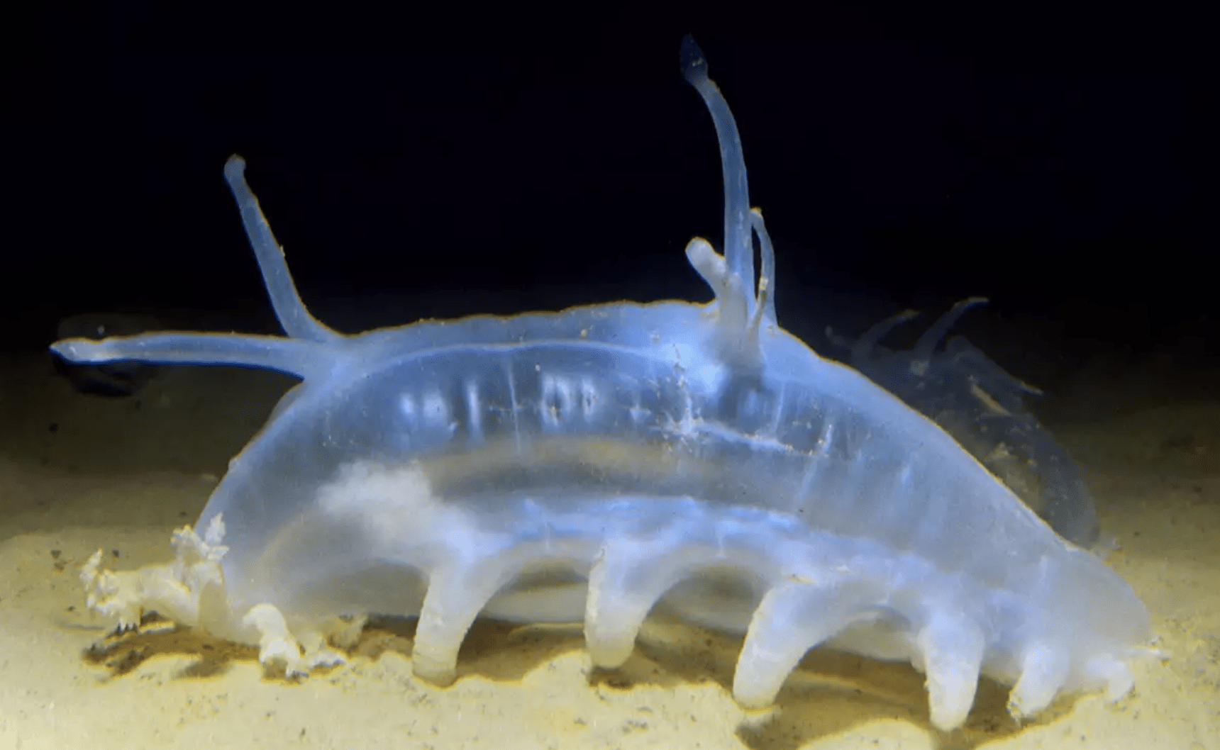 6 Weird Ocean Animals You Won’t Believe Are Real - Surfer