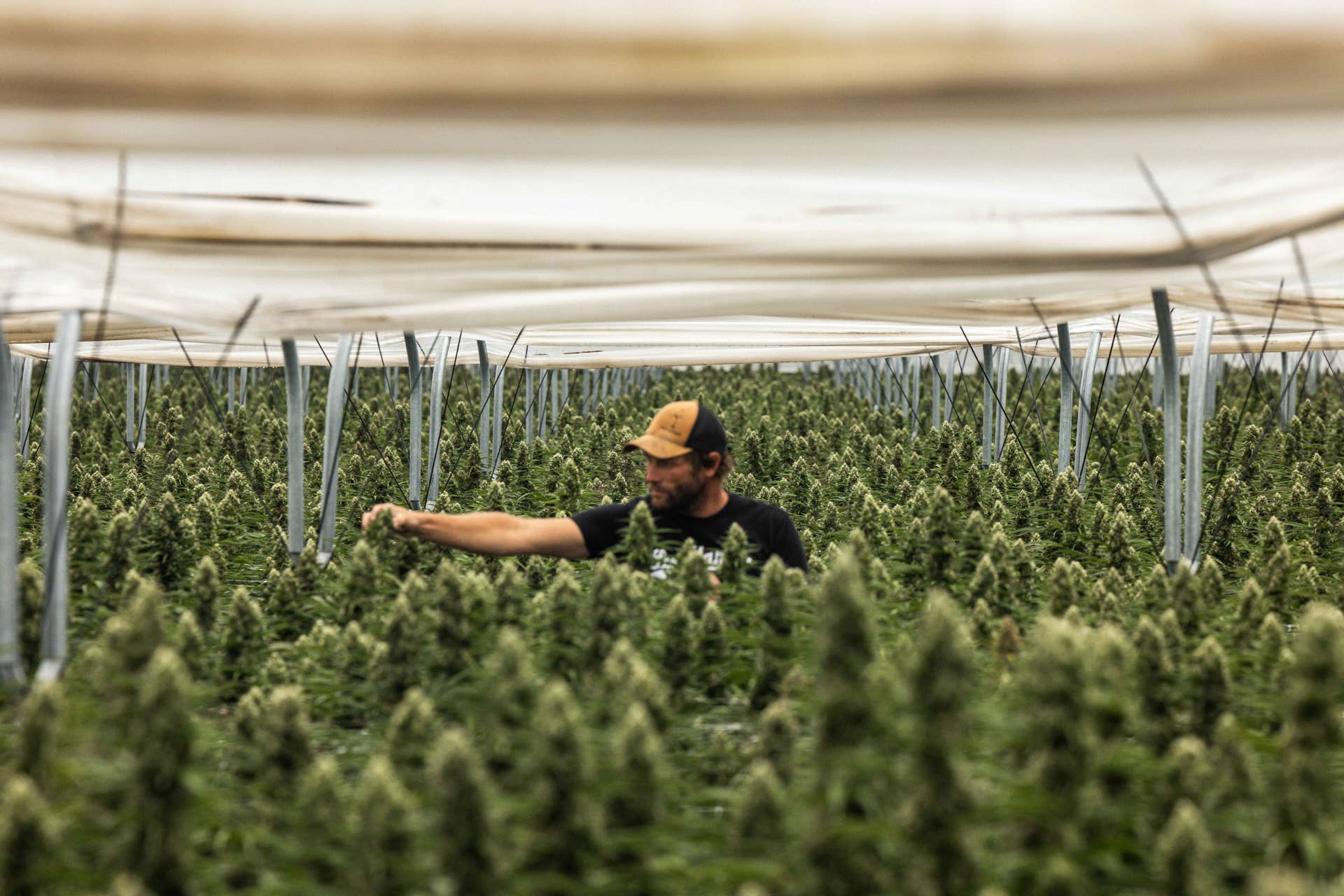 Surfer-Owned Cannabis Brand “Raw Garden” Is Pure To The Core - Surfer