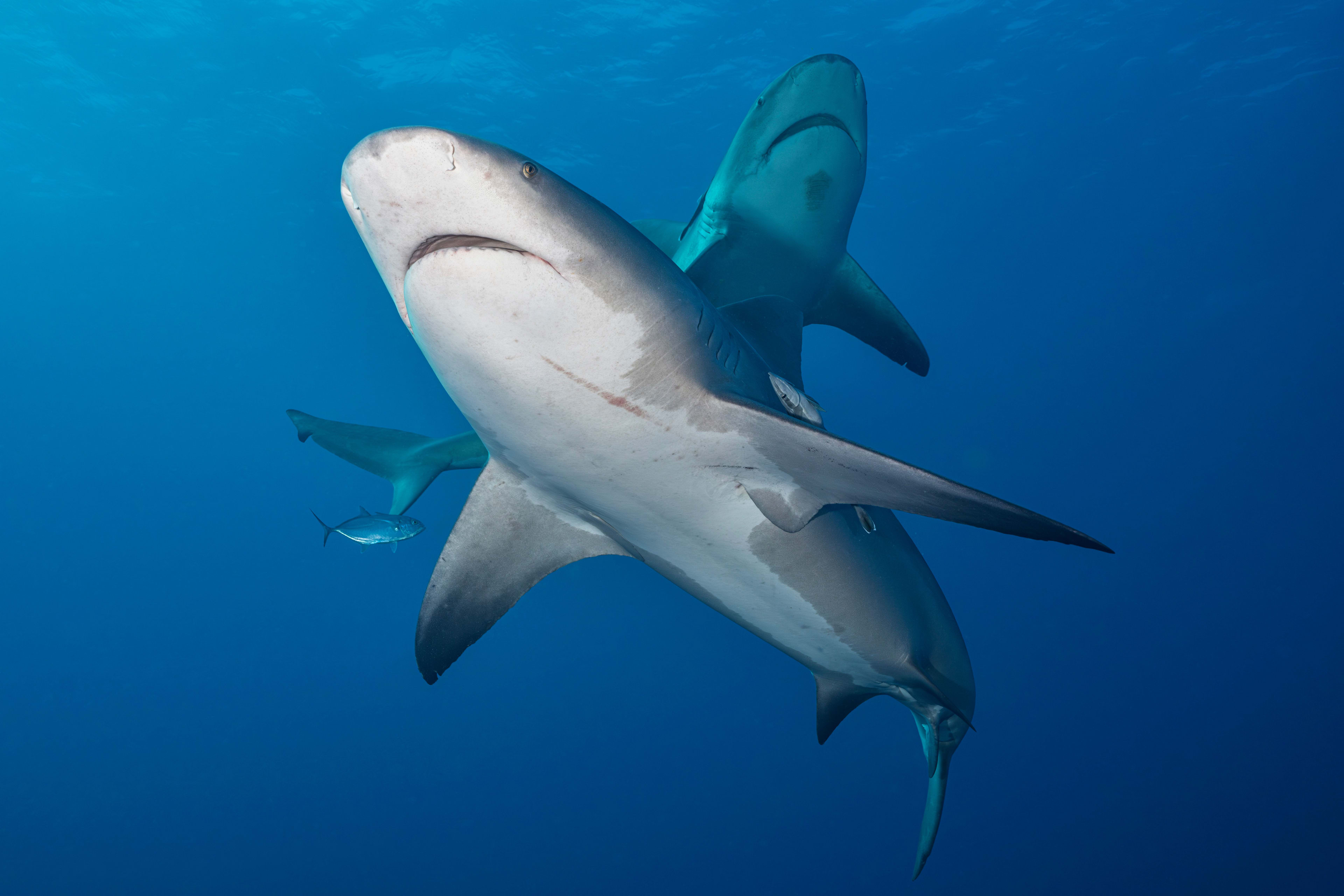 The 20+ Most Common Shark Species Found Near Surf Spots - Surfer