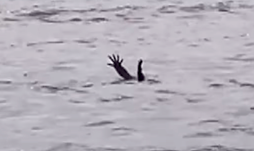 Crocodile Fakes Drowning to “Lure Humans into Water” (Video) - Surfer