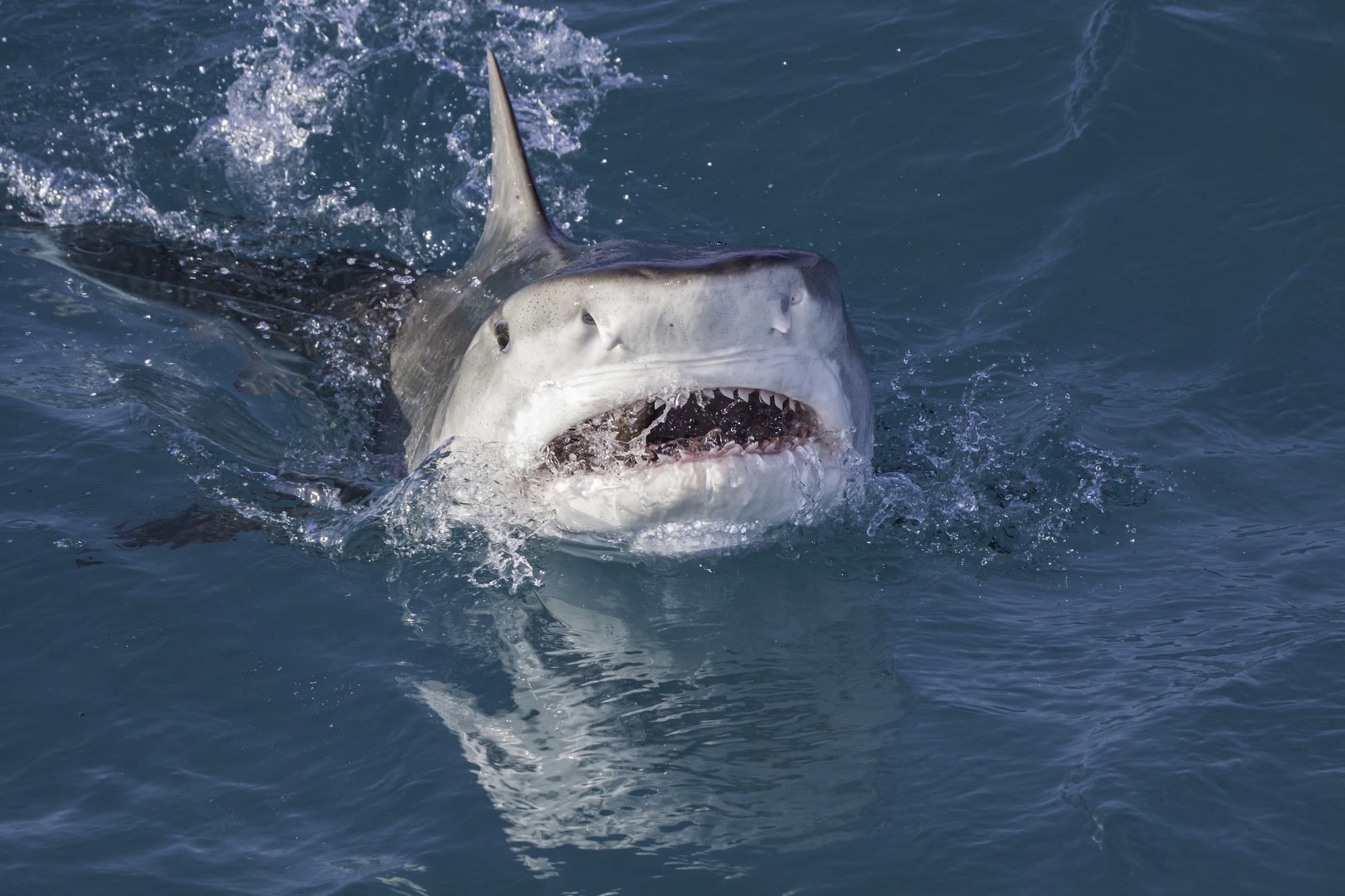 “Monster” Great White Shark Washes Ashore in Australia (Video) - Surfer