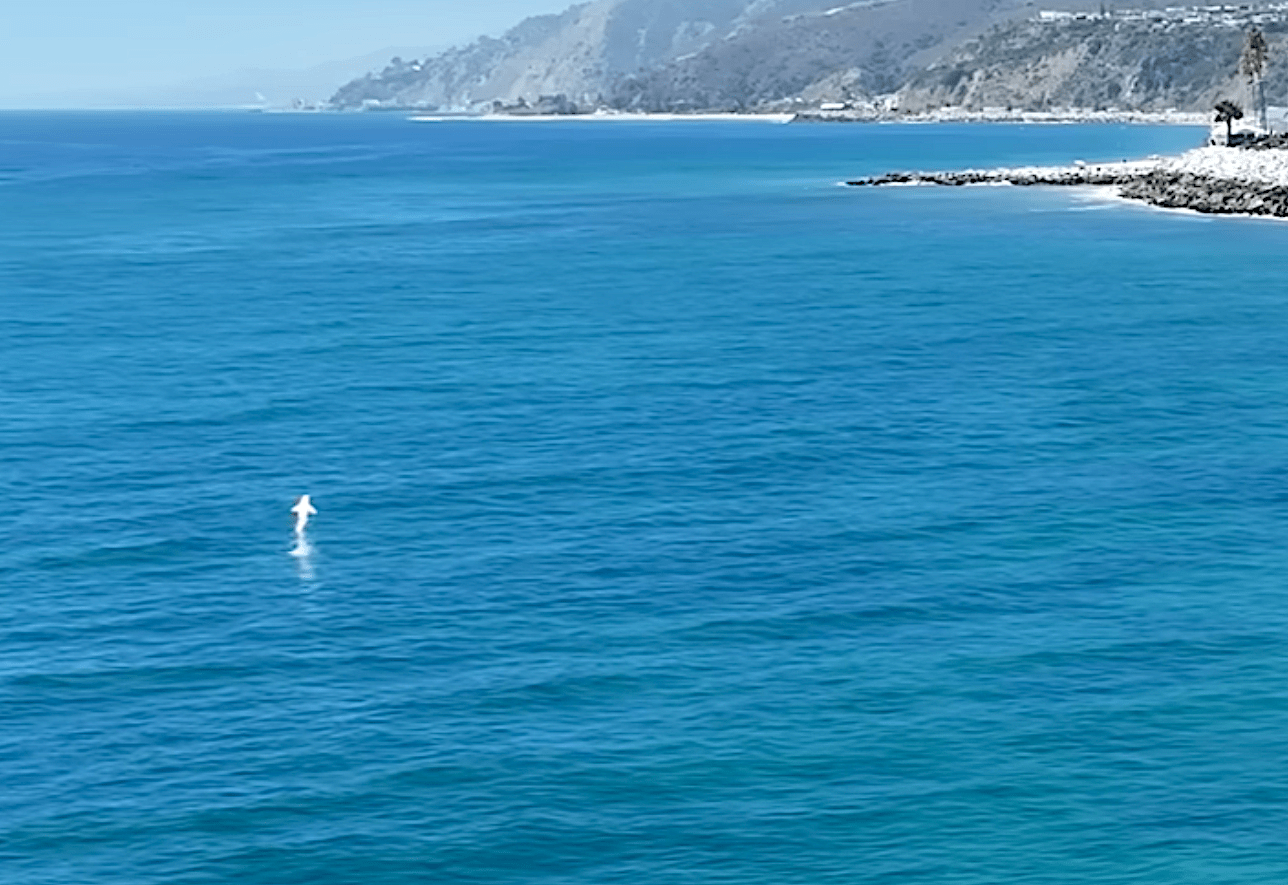 Monster 15ft Great White Shark Stalks Santa Monica Pier (Video) - Surfer