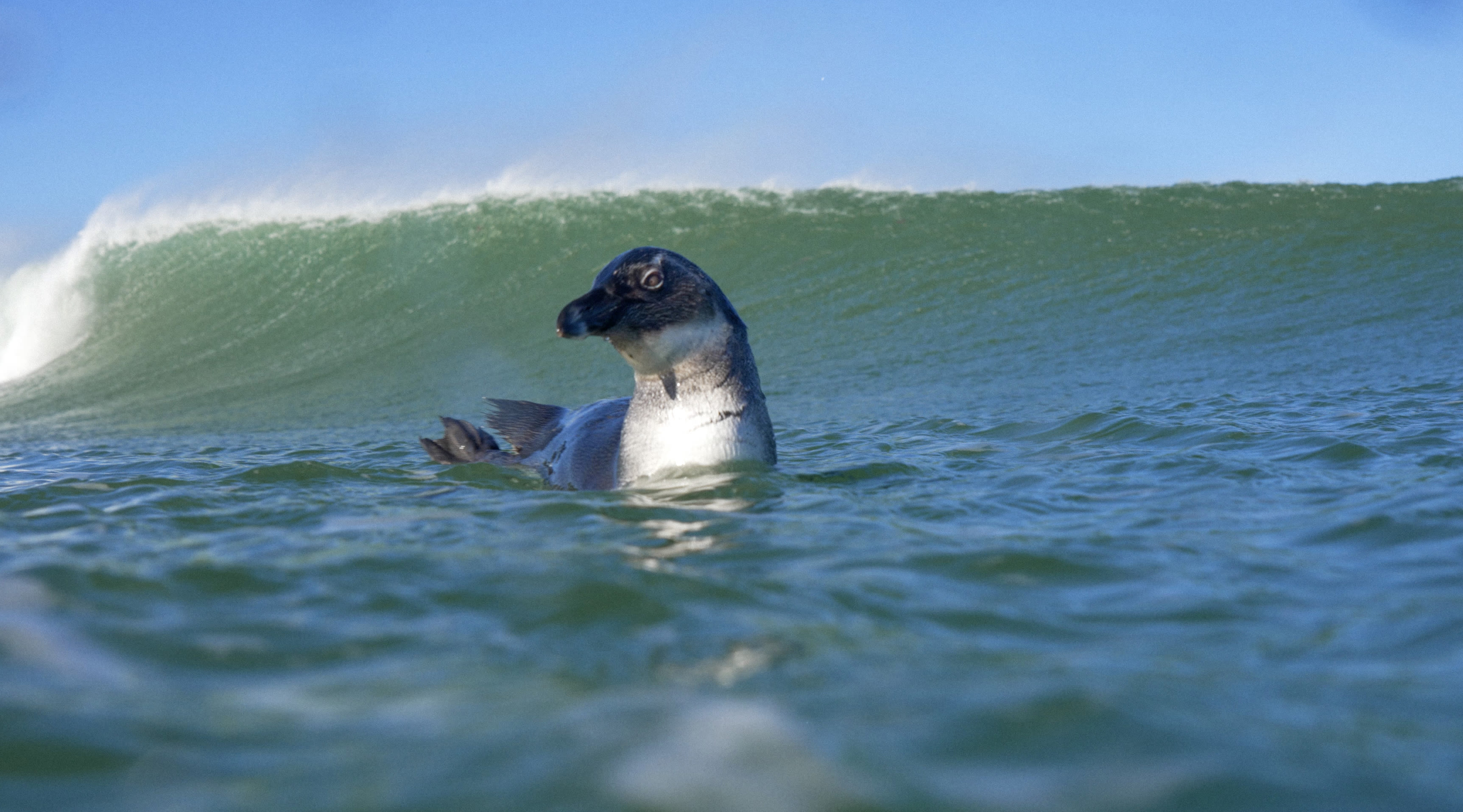 Penguin Hugs Surfers In South Africa (Video) - Surfer