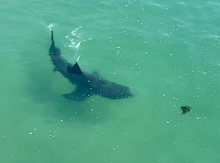 Gargantuan Great White Spotted at Famed CA Surf Spot (Video) - Surfer