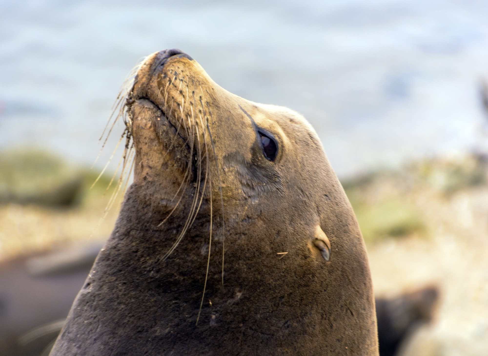 $20,000 Reward for Man Who Decapitated Sea Lion (Video) - Surfer