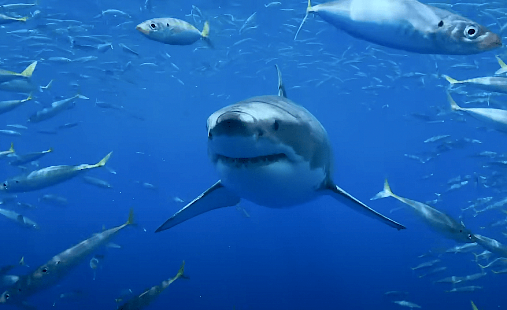 Reality TV Meets Sharks: Netflix’s New Series Looks Wild - Surfer