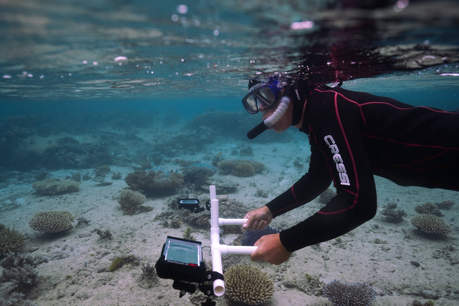 Coral in Focus: If You Can See It, You Can Save It - Surfer