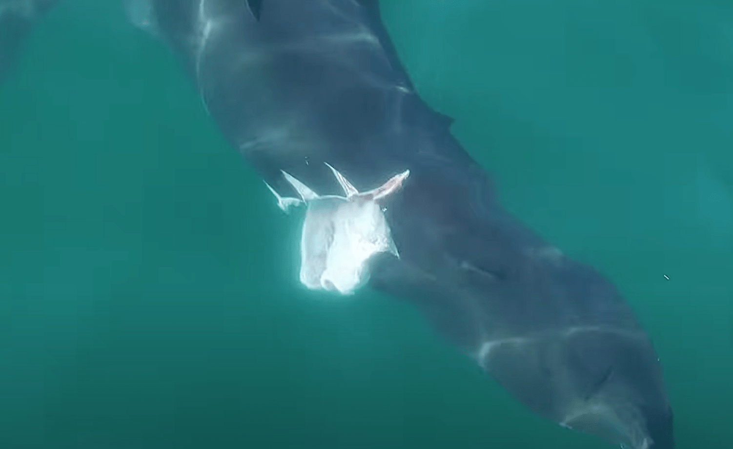 Boat Collides With Great White Shark—And It May Be a First (Watch) - Surfer