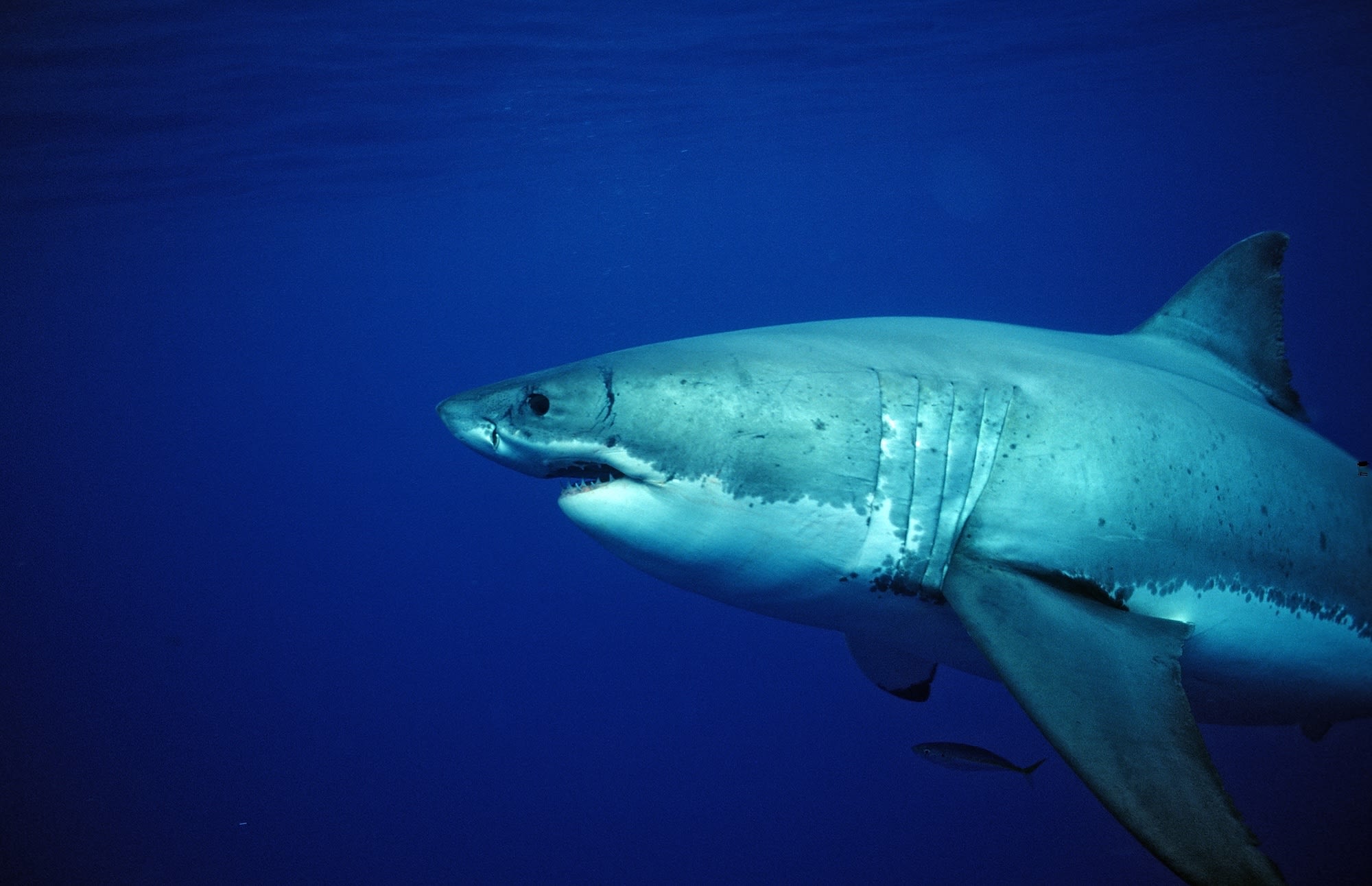 Surfer Hospitalized After Shark Attack in Northern California - Surfer