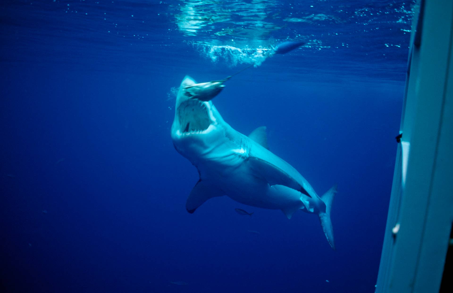 Possible Shark Attack, Woman Missing in Northern California - Surfer