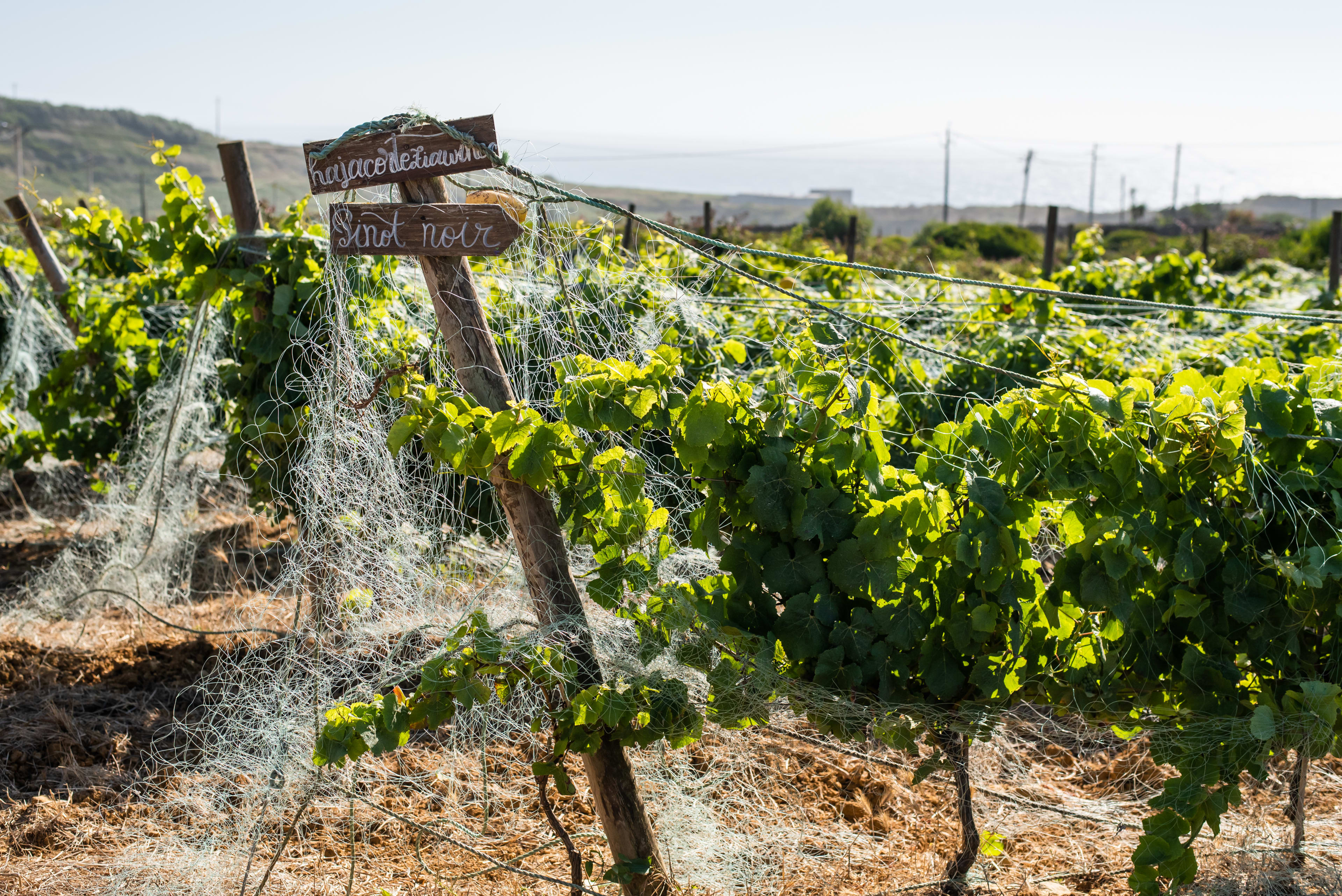 The Art Of Scoring World-Class Waves and Wine In Portugal - Surfer