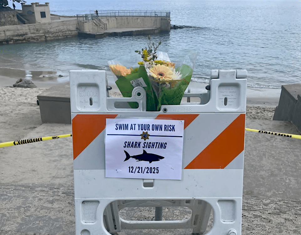 Erica Fox Monterey Shark Attack Victim Identified - Surfer