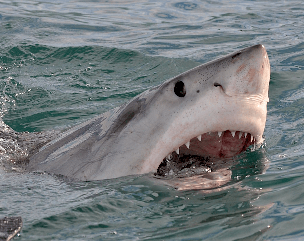 Shark Attacks Reach Record-Breaking High in California - Surfer