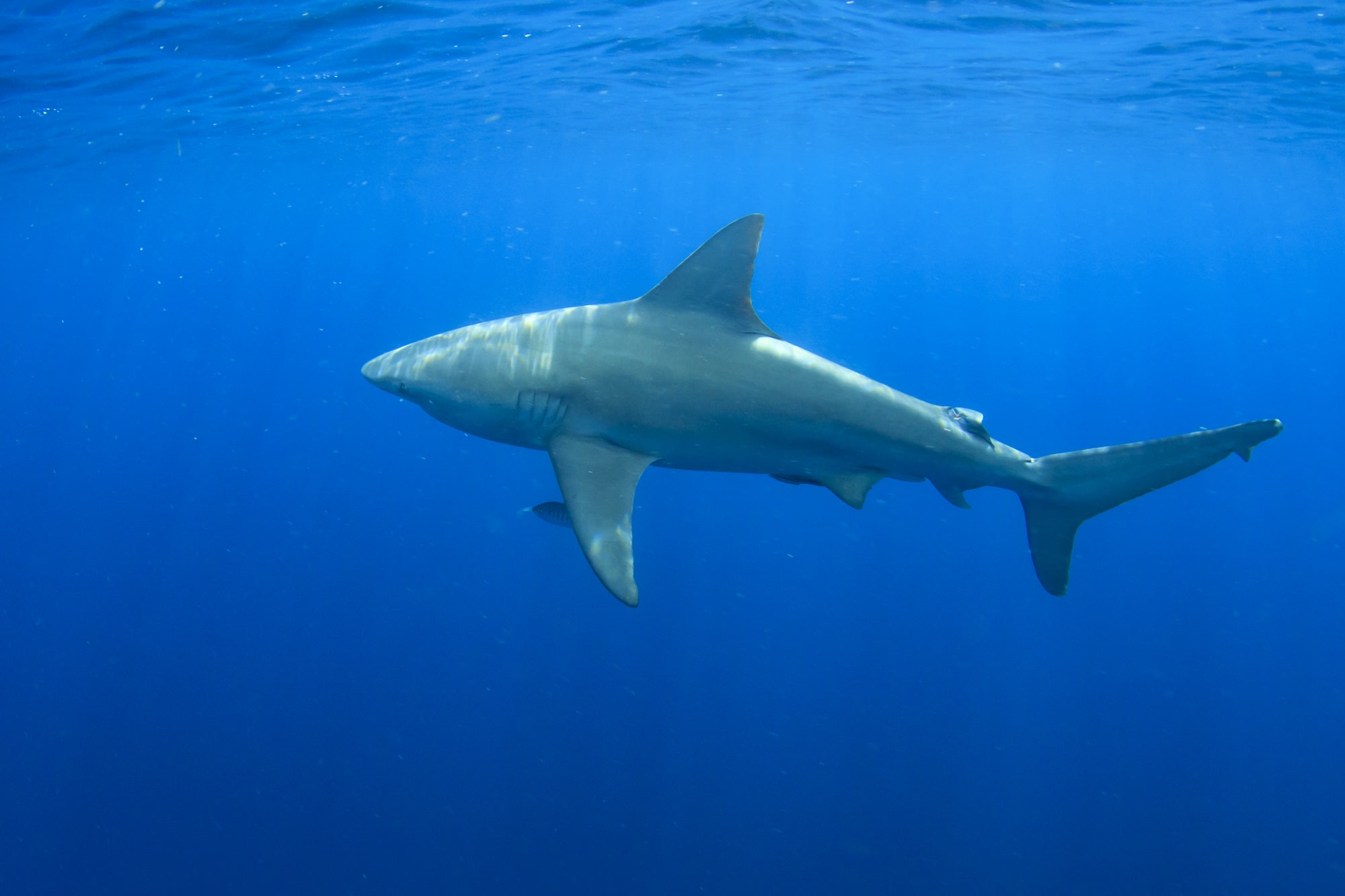 ‘Large Shark’ Mauls 12-Year-Old in Life-Threatening Sydney, Australia ...