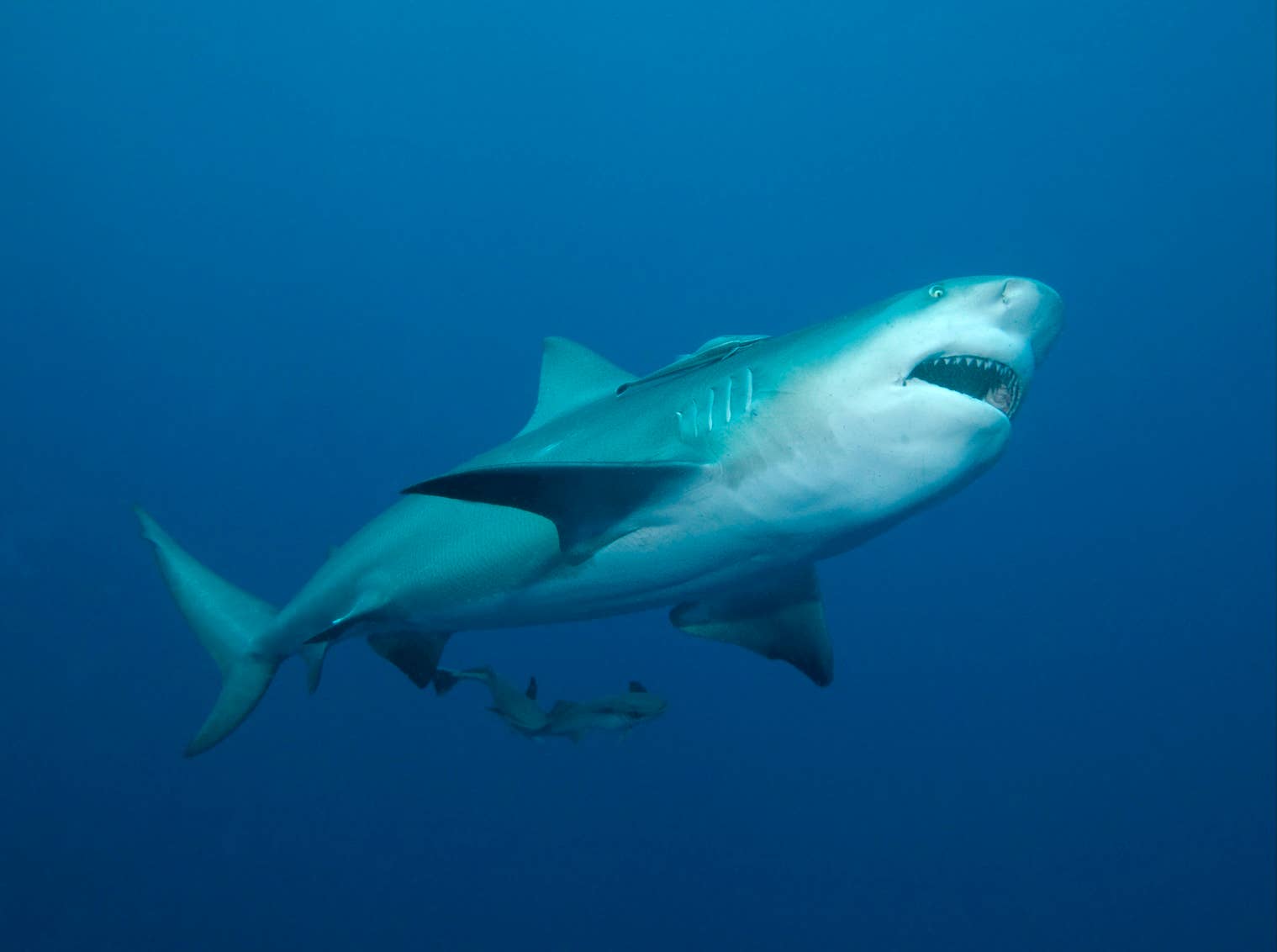 Shark Rampage Continues in Australia: Fourth Surfer Attacked in 48 ...