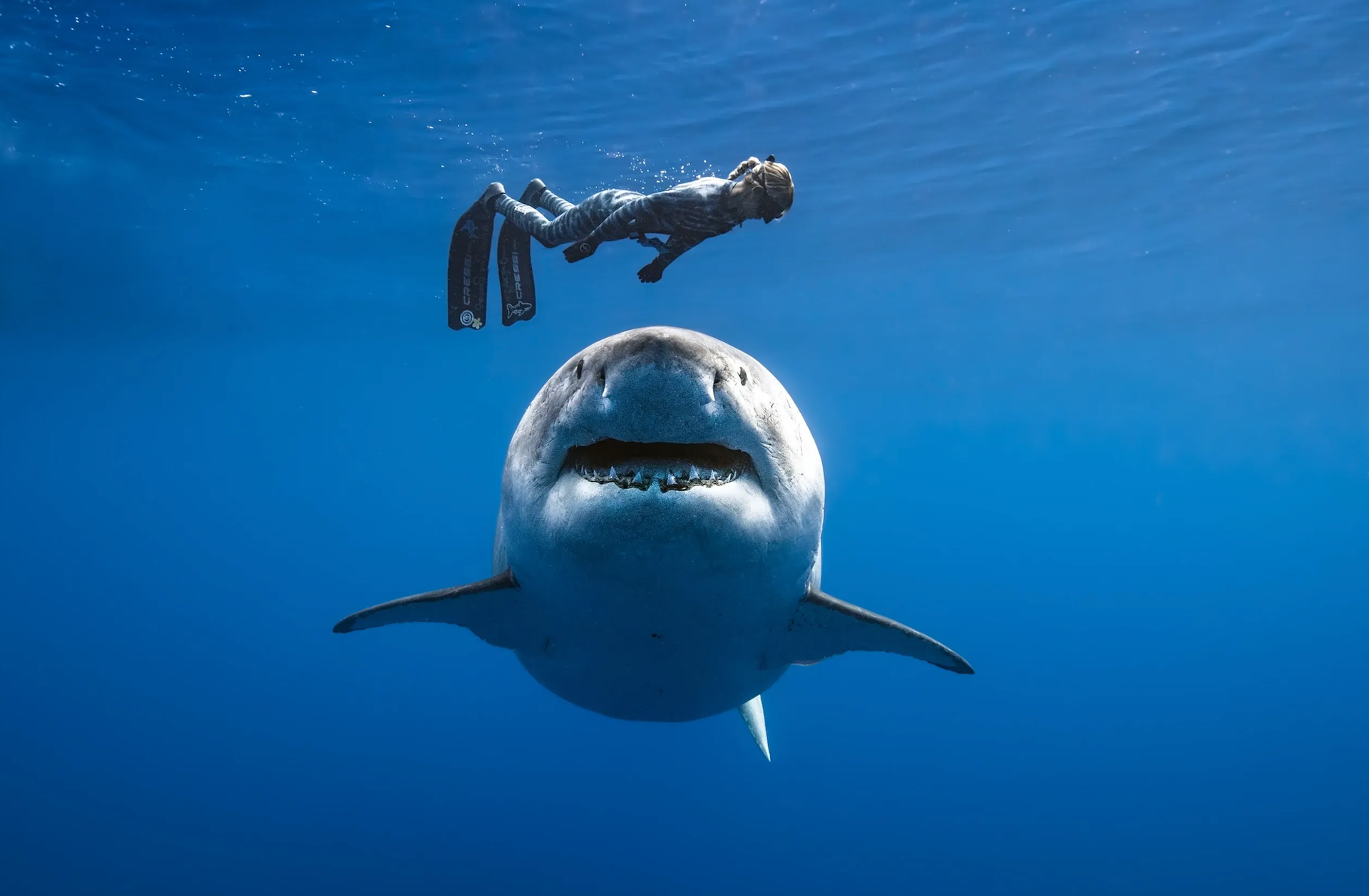 Ocean Ramsey Supports New Shark Deterrent Device: ‘It Actually Works ...