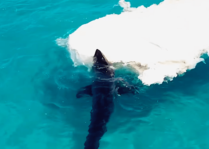 Sharks Feast on Whale Carcass Near Fatal Surfer Attack (Video) - Surfer
