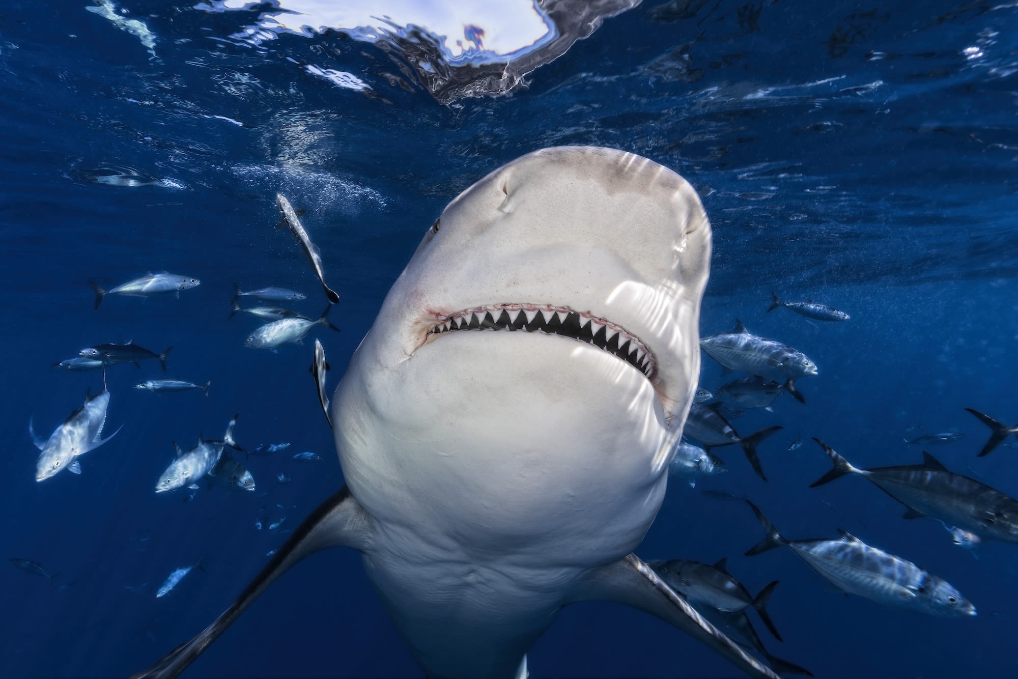 Shark Attacks Tourists in Australia, Woman Killed (Video) - Surfer